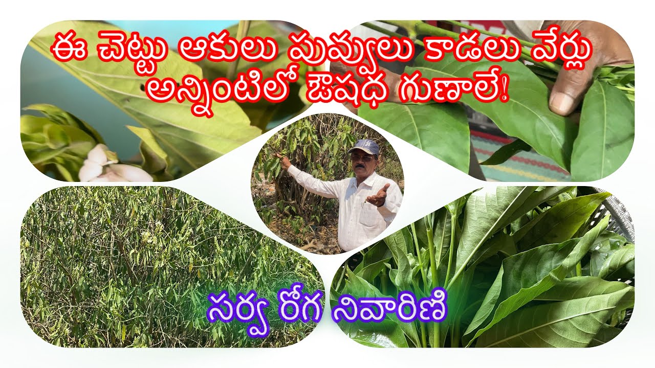 సర్వరోగ నివారిణి అడ్డసరం Advantages of addasaram #ayurveda #meditional ...