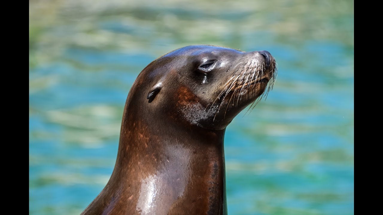 WORLD LONGEST MUSTACHE ANIMAL SEAL | GALAPAGOS FUR SEAL | WEDDEL SEAL ...