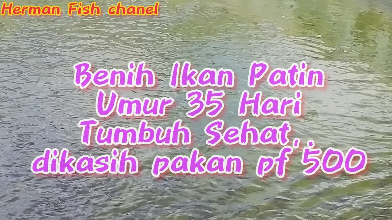 Benih ikan patin umur 35 hari||tumbuh sehat dikasih pakan pf 500 - YouTube