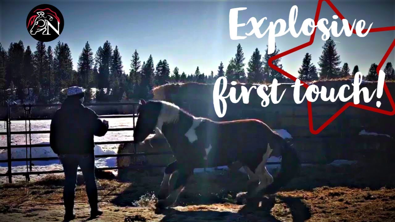 Mustangs 2nd session and first touch! - YouTube