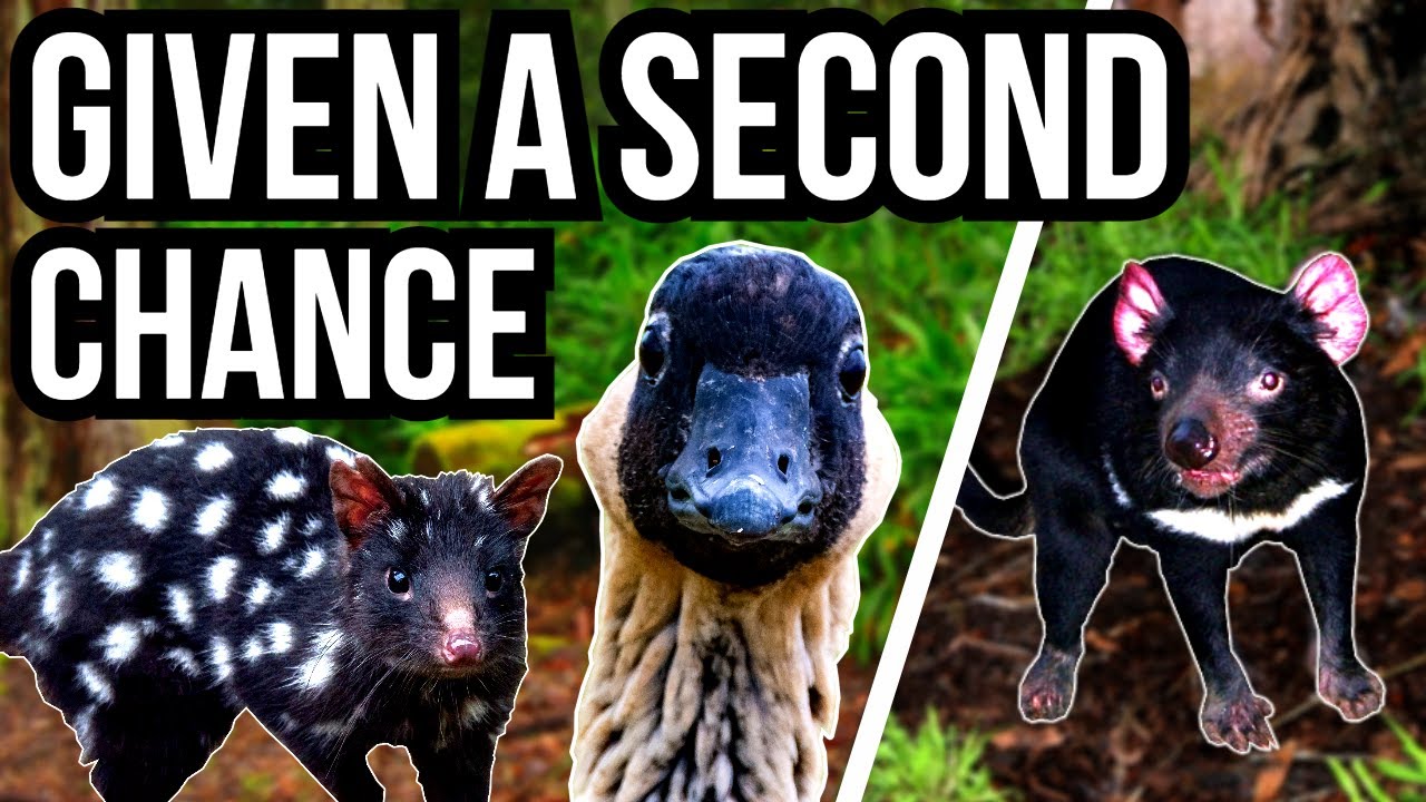 5 Animals That Have Been Reintroduced Into Their Former Ranges - YouTube