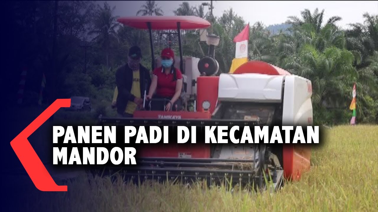 Bupati Landak Panen Padi di Lahan Kelompok Tani Desa Ngarak - YouTube