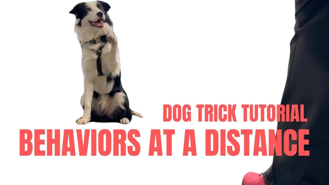 Training Tricks/Behaviors at a Distance: Dog Trick Tutorial DMWYD - YouTube