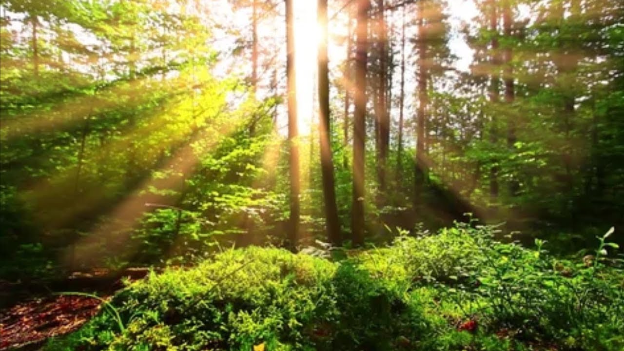 Feel the relaxation - copyright free nature sound | Copyright free ...