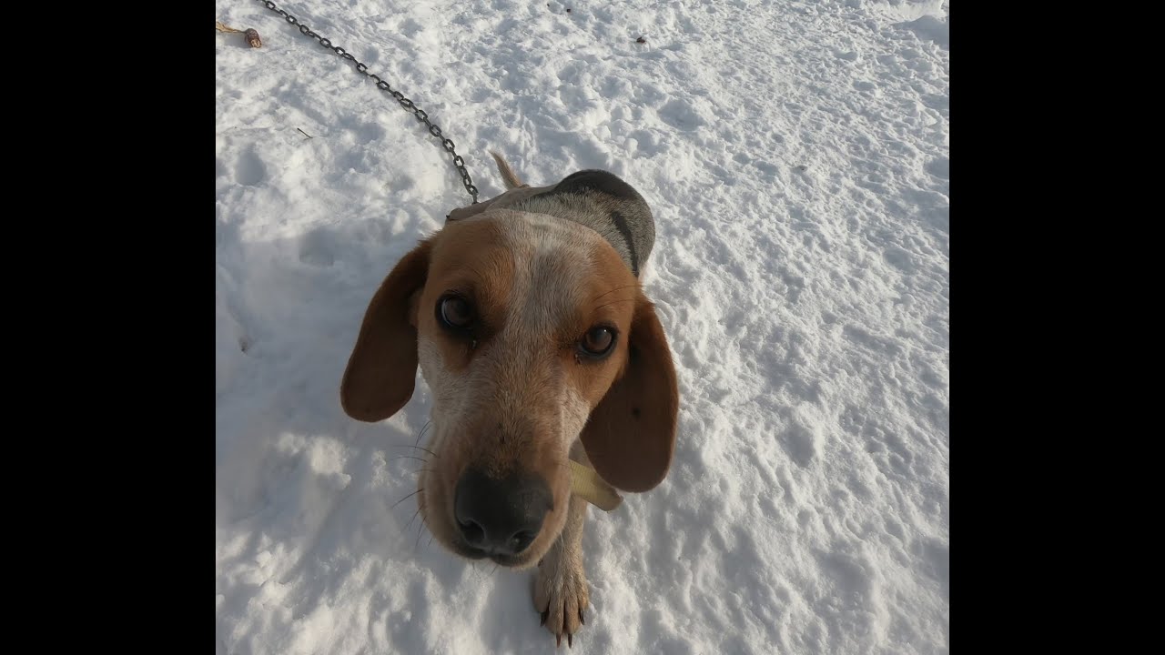 FRECKLES the BEAGLE has the zoomies!! - YouTube