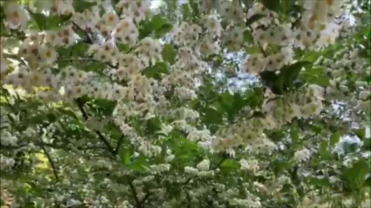 Beautiful Flowering Styrax Tree For Outdoor Landscaping - YouTube