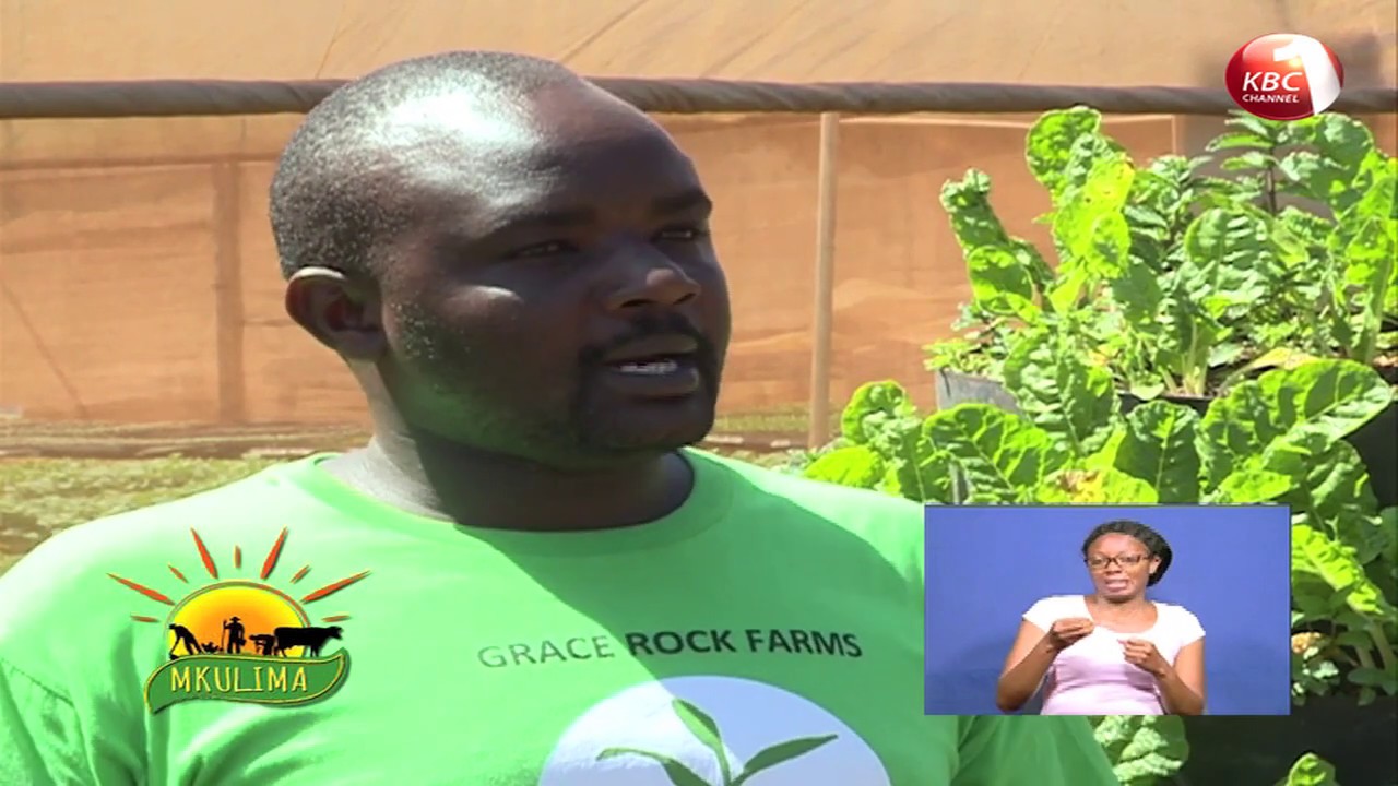 Mkulima: Ukuzi wa miche na kikundi cha Grace Rock Farms - YouTube