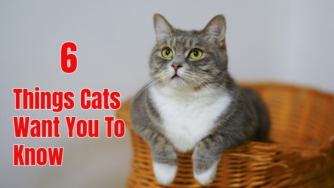 6 Things cats want you to know - YouTube