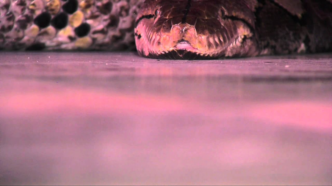 The Edge of Hell Medussa - YouTube