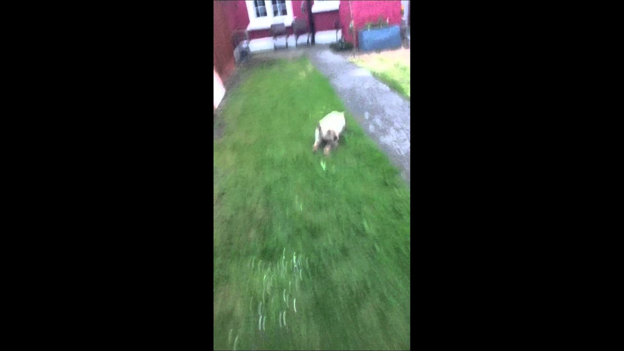 Irish (working ) wheaten terrier - YouTube
