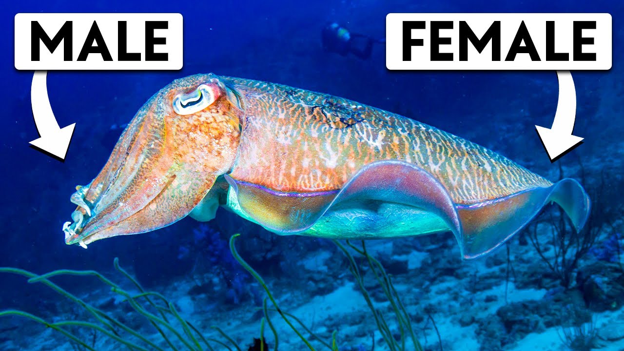 These Animals Change GENDER.. How CRAZY! - YouTube