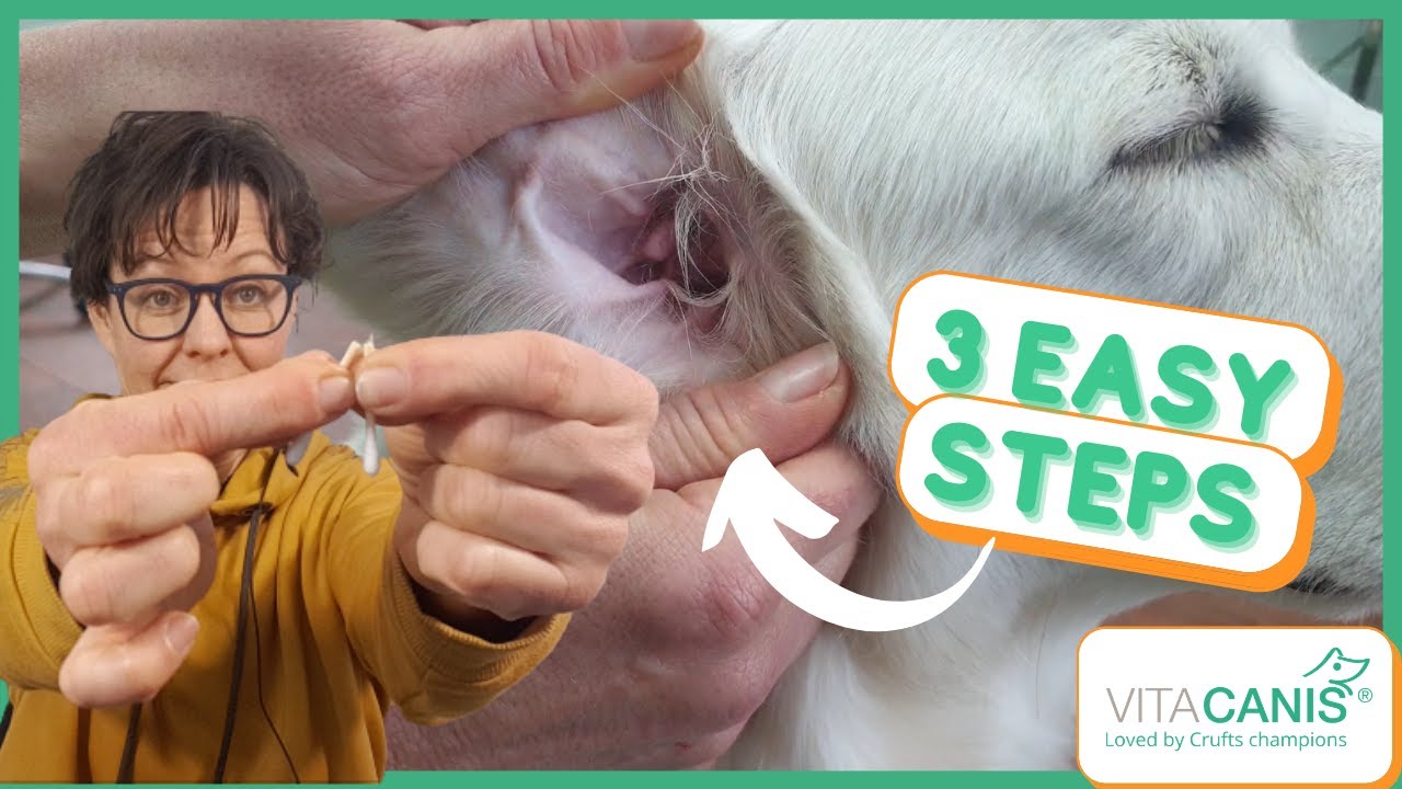 HOW TO CLEAN DOGS EARS - 3 SAFE AND EASY STEPS - YouTube
