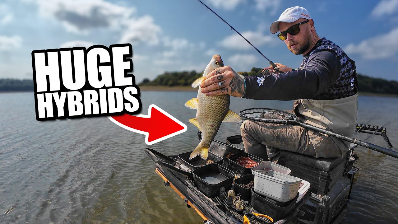 Live MATCH FISHING, Chasing HYBRIDS - YouTube
