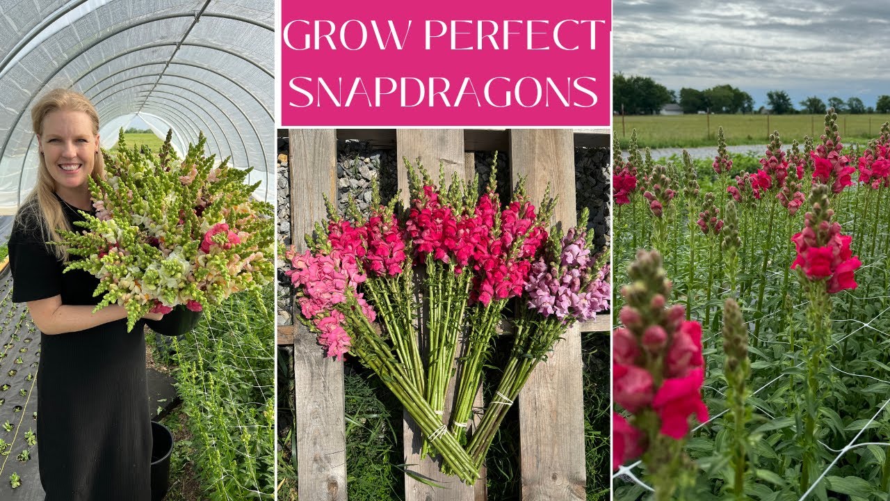 Snapdragon 101: Everything You Need to Know - YouTube