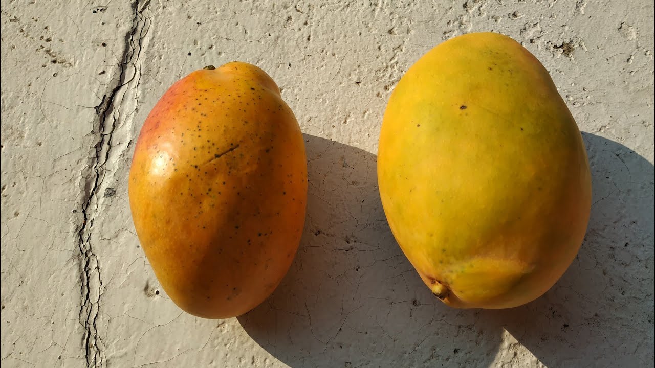 Noa Mango from Israel (Mangifera indica) - YouTube