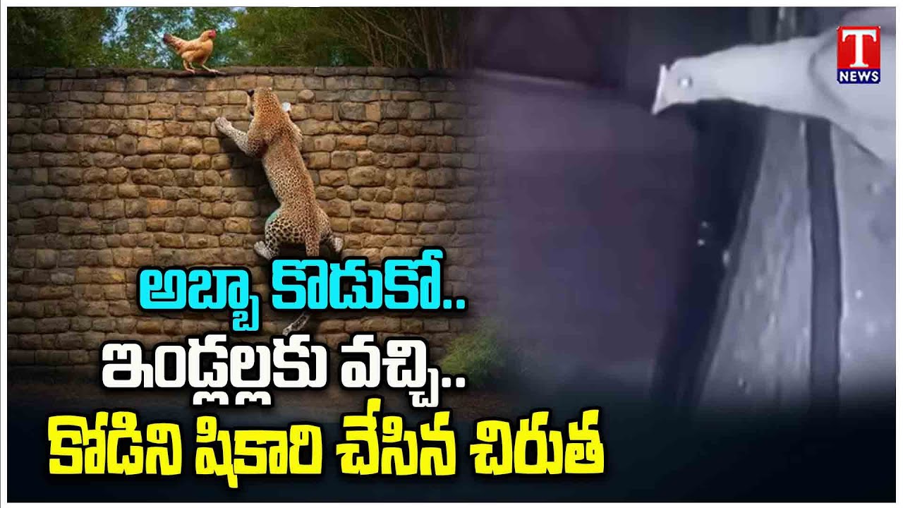 Leopard Leaps Over 10 ft Wall to Hunt Hen | Dhoom Dhaam Muchata | T ...