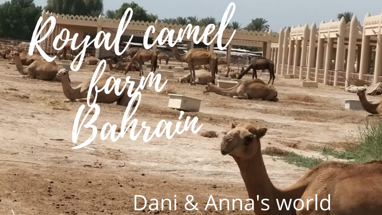 Royal camel farm Bahrain/camel park/ janabiyah - YouTube