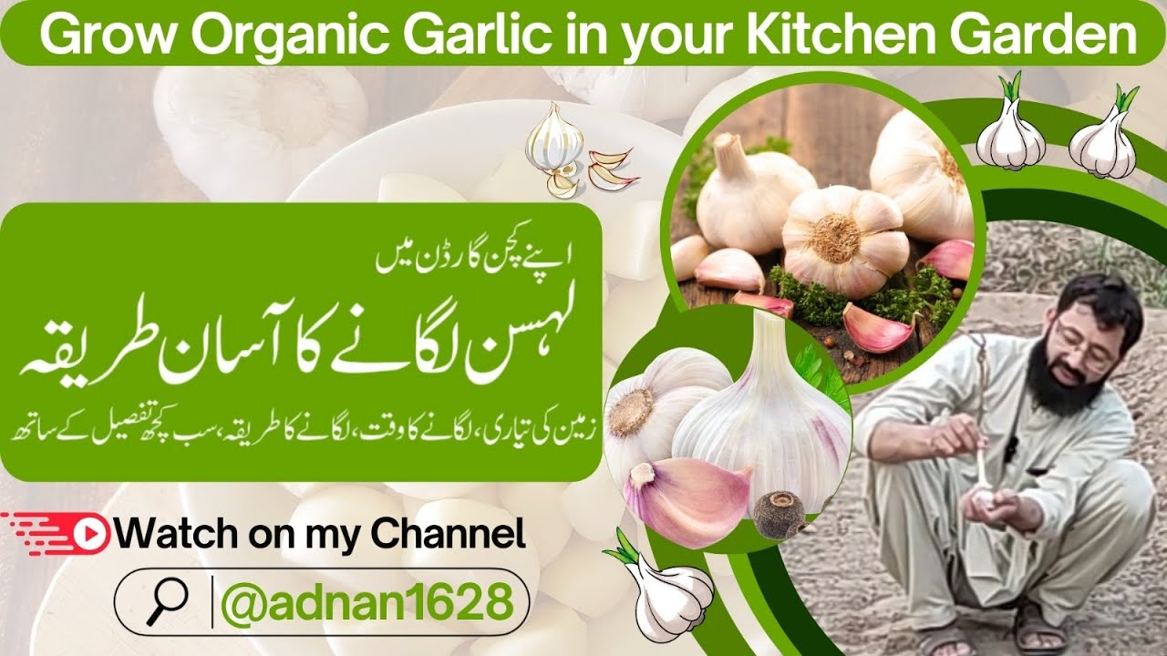 Lehsan lagane ka tarika | Grow organic Garlic in your kitchen garden ...