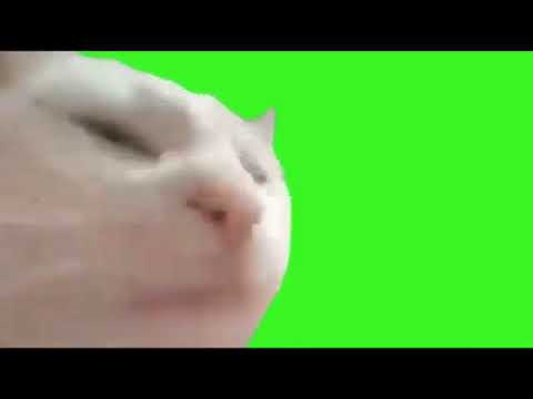 Vibing Cat meme Green Screen - YouTube
