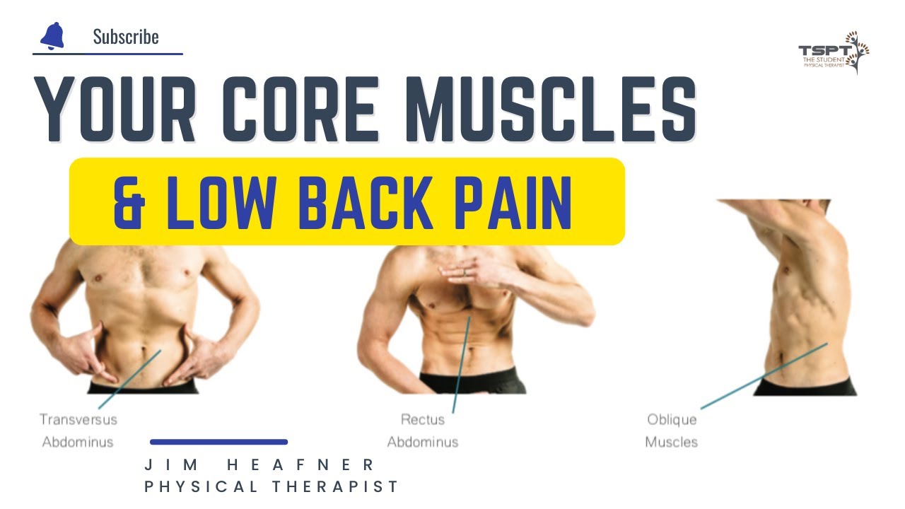 Your Core Muscles & Low Back Pain - YouTube