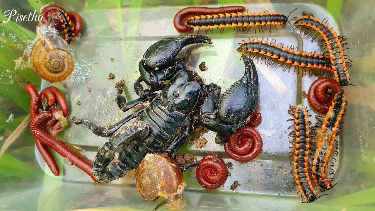 I Brave to Discovery Lot of Red Millipedes, Spotted Millipedes, One ...