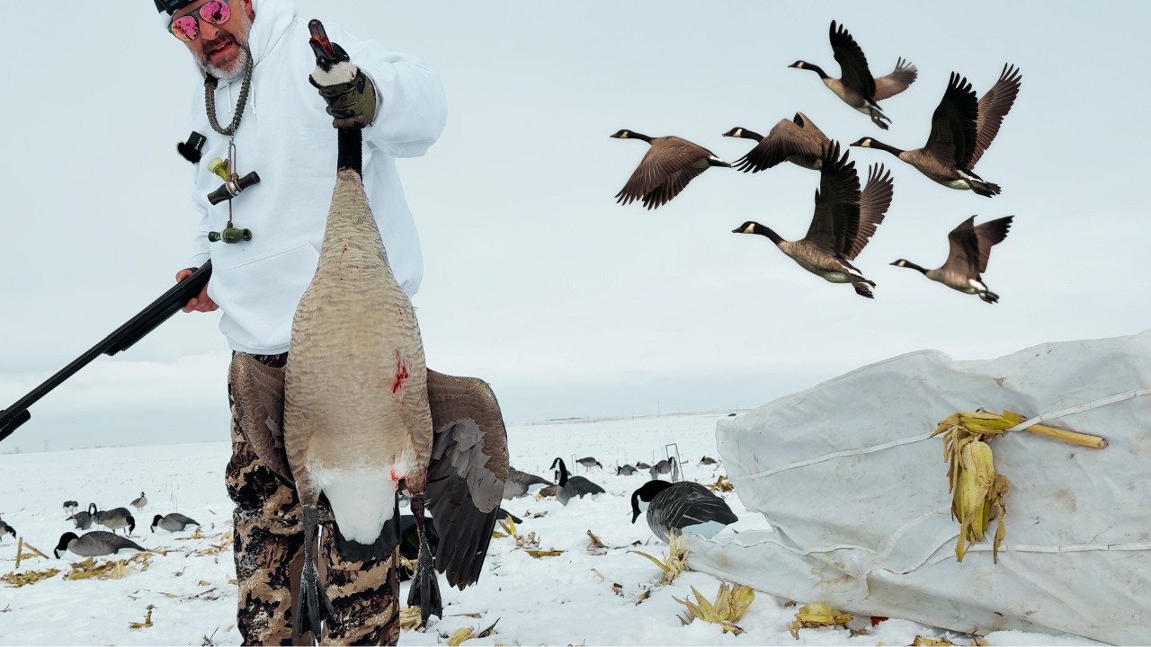 SNOW and COLD FULL LIMITS of GIANT HONKERS on the PRAIRIE - YouTube