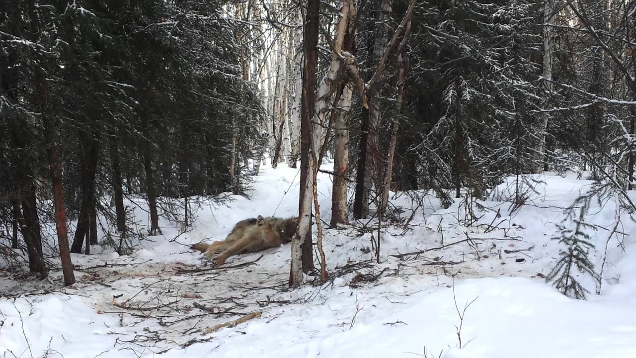 Snared grey wolf - YouTube