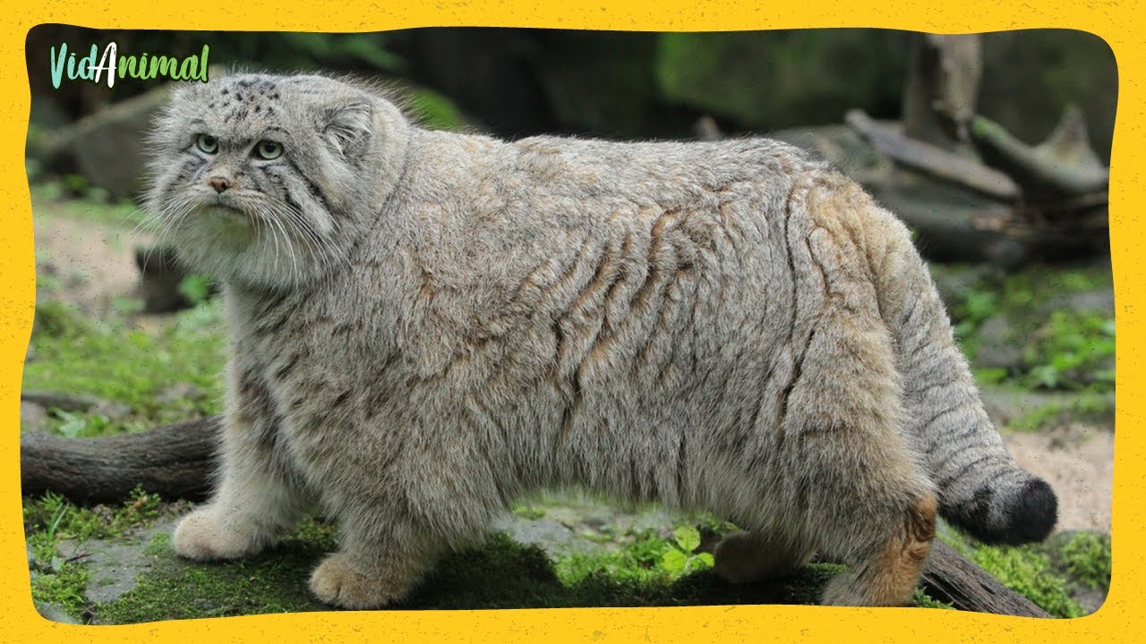 EL GATO MANUL: El felino mas fascinante y misterioso - YouTube
