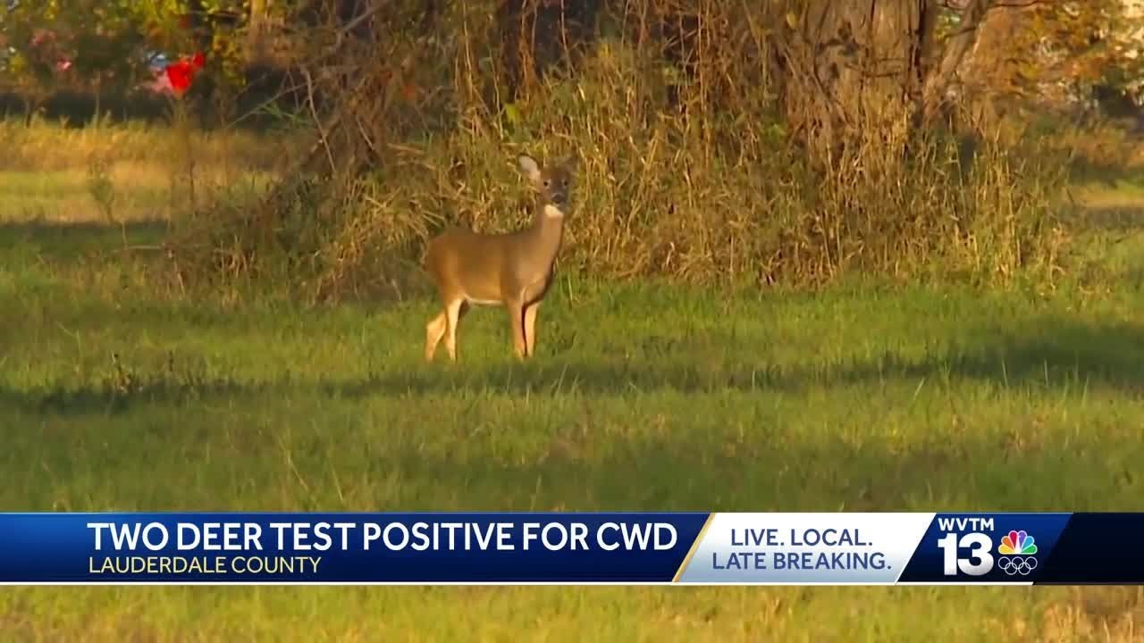 2 new cases of chronic wasting disease found in Alabama deer - YouTube