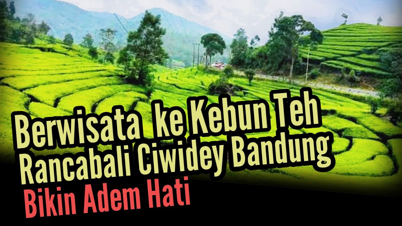 WISATA KEBUN TEH RANCABALI CIWIDEY BANDUNG YANG SUNGGUH MEMPESONA ...
