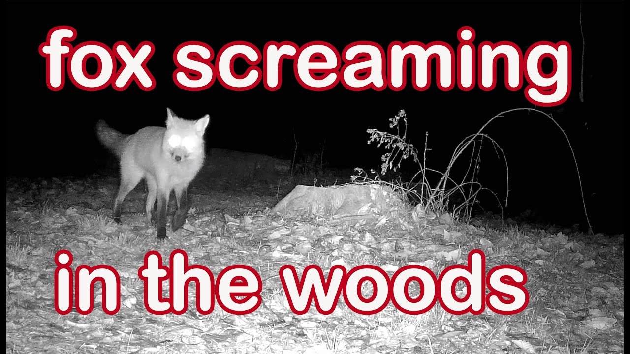 Screaming Fox at Night in the Woods - YouTube