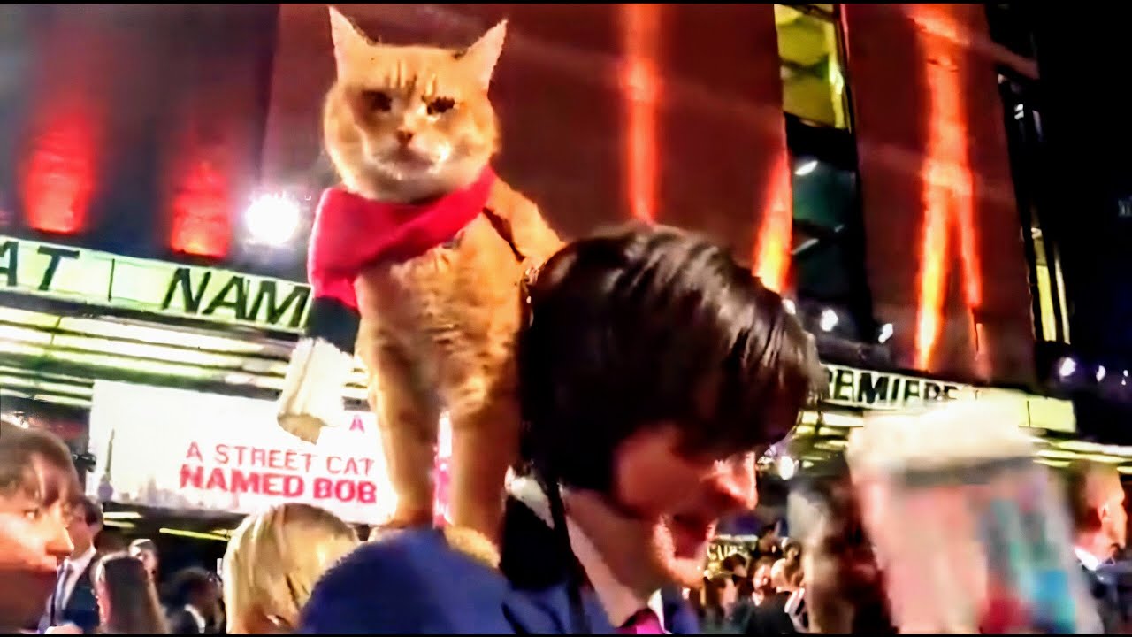 #RIP Bob the Cat 😿💕 - YouTube