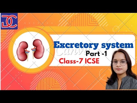 Class -7 ICSE Biology, Excretory system - YouTube