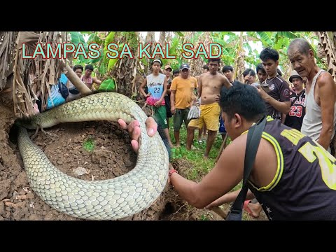 KING COBRA SA BALETE NAG PALIT BALAT#cobraprince 