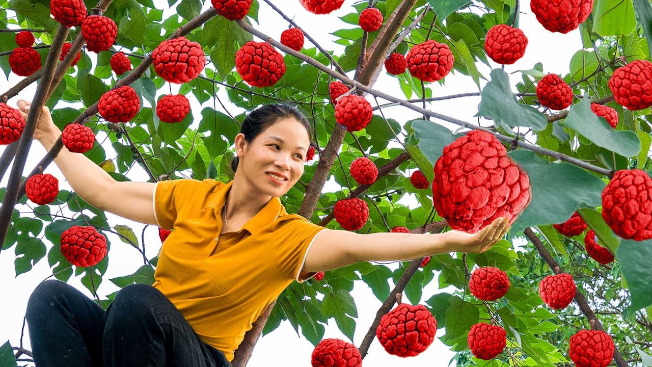 Harvesting Giant Red Custard Apple Fruits to market sell - Growing more ...