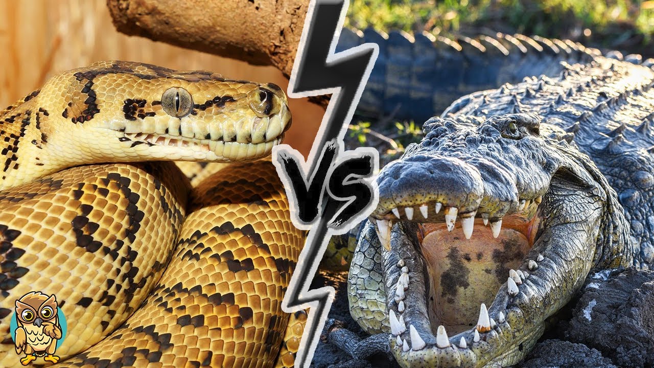 Crocodile vs. Python Showdown - Ultimate Battle of Predators - YouTube