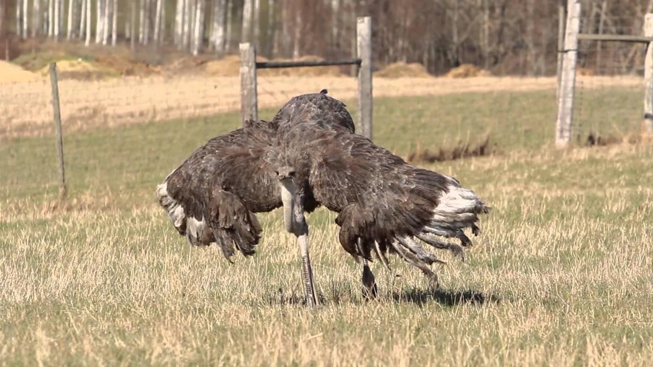 En struts vid strutsfarmen i Borlänge - YouTube