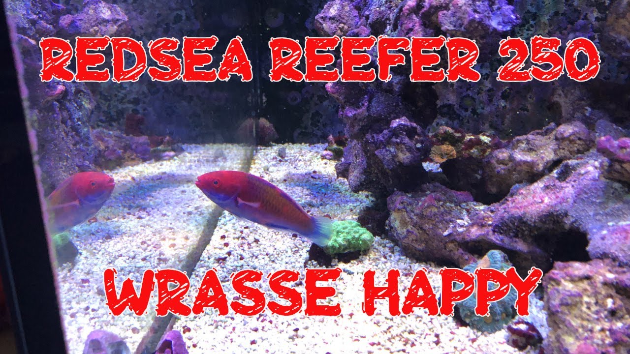 Red Sea Reefer 250 | Live Aquaria FISH ORDER | Leopard Wrasse | Ruby ...