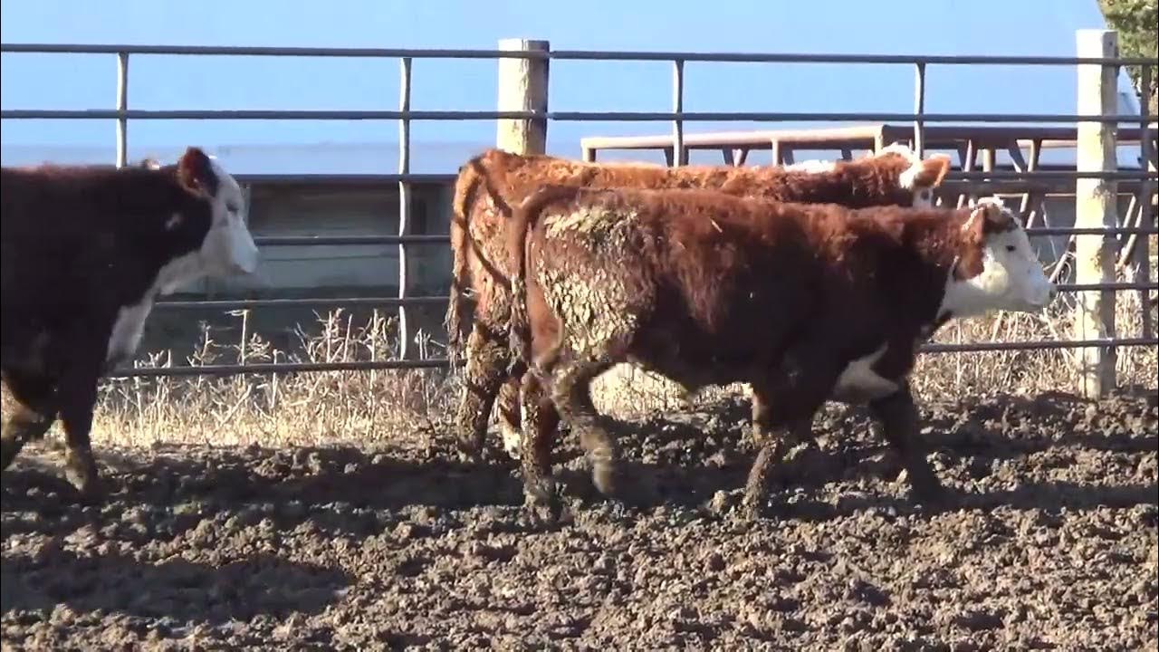 Huwaldt Herefords - YouTube