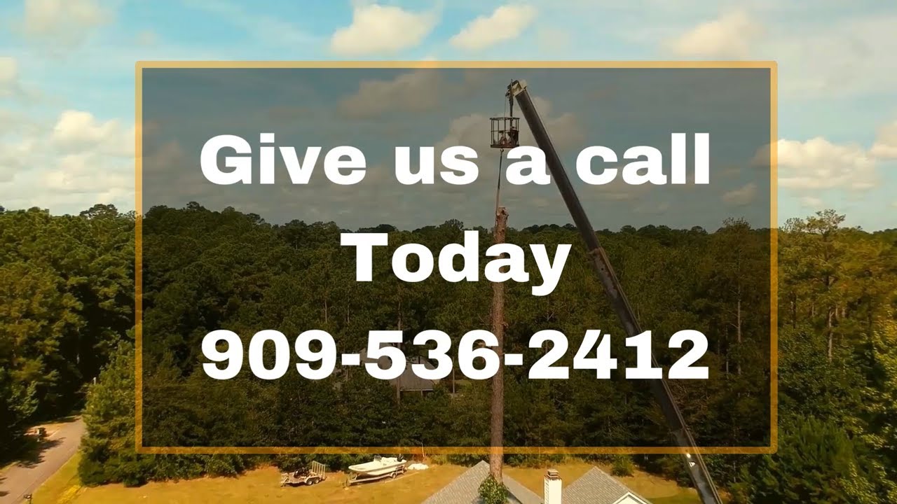 Expert Tree Services in Riverside, CA - Riverside Tree Services - YouTube