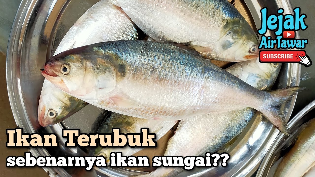 Spesies ikan Terubuk di Malaysia - YouTube