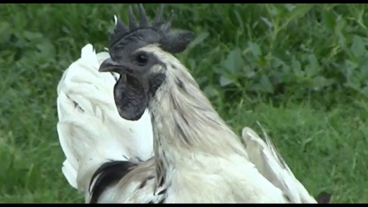 Ayam Cemani X Bresse Gauloise | KROSS F2 (part 6) - YouTube