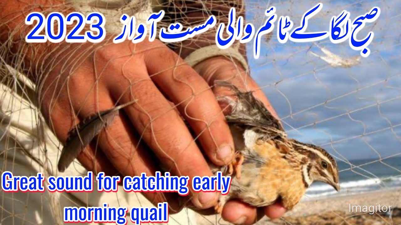 new Quail sound/ Batair ki Awaz subha key liye - YouTube