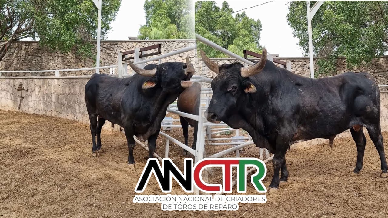 LLEGO UN NUEVO SEMENTAL AL RANCHO| CONOCE TODOS LOS DETALLES DE LA ...