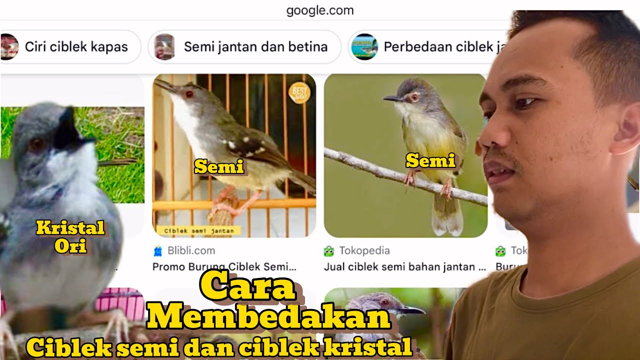 CARA MEMBEDAKAN ANTARA CIBLEK KRISTAL DAN CIBLEK SEMI ‼️ DAN ...