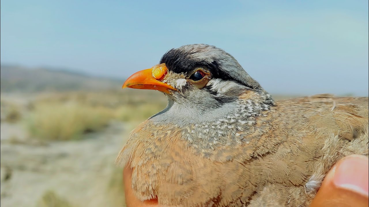 see see partridge hunting | sand partridge | sesoo birds hunting - YouTube