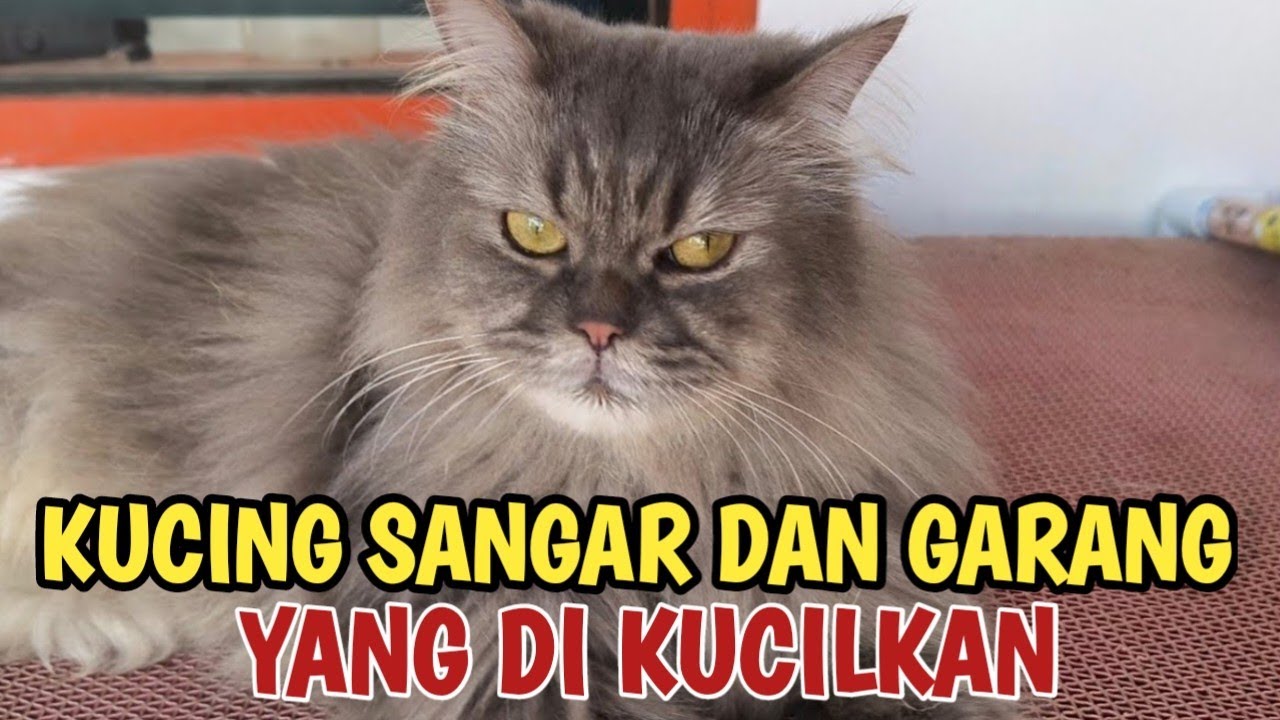 KUCING SANGAR DAN GARANG YANG DI KUCILKAN - YouTube