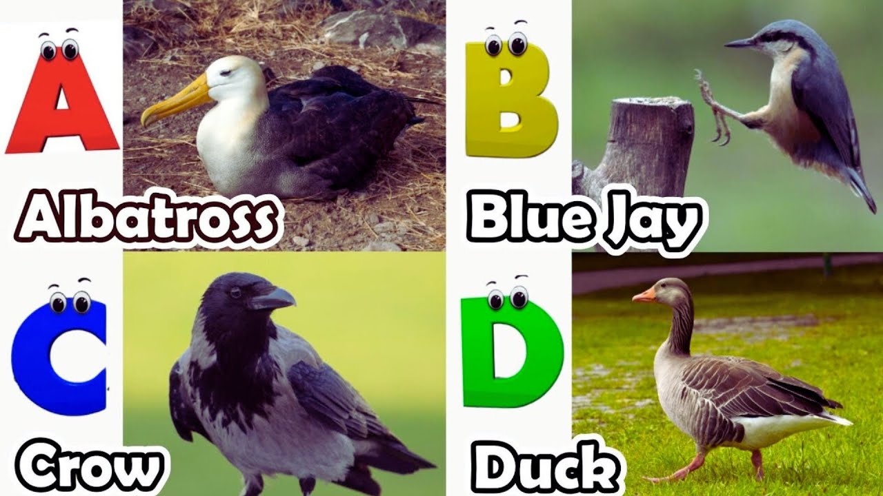 Birds Alphabet Song for Kids | Birds ABC Song | Phonics for Kids, Baby ...