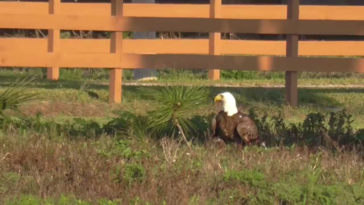 SWFL Eagles_Crows Chase Harriet With Greenery~E6 Close Up Wingers 03-17 ...