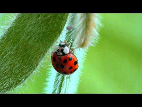 What Are The Asian Lady Beetles Natural Enimies